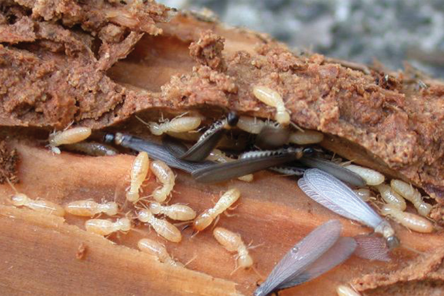 Las termitas, una plaga sorprendente - FastControl